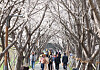 Local tourism takes a hit as spring festivals are canceled, postponed ...