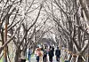 Local tourism takes a hit as spring festivals are canceled, postponed ...
